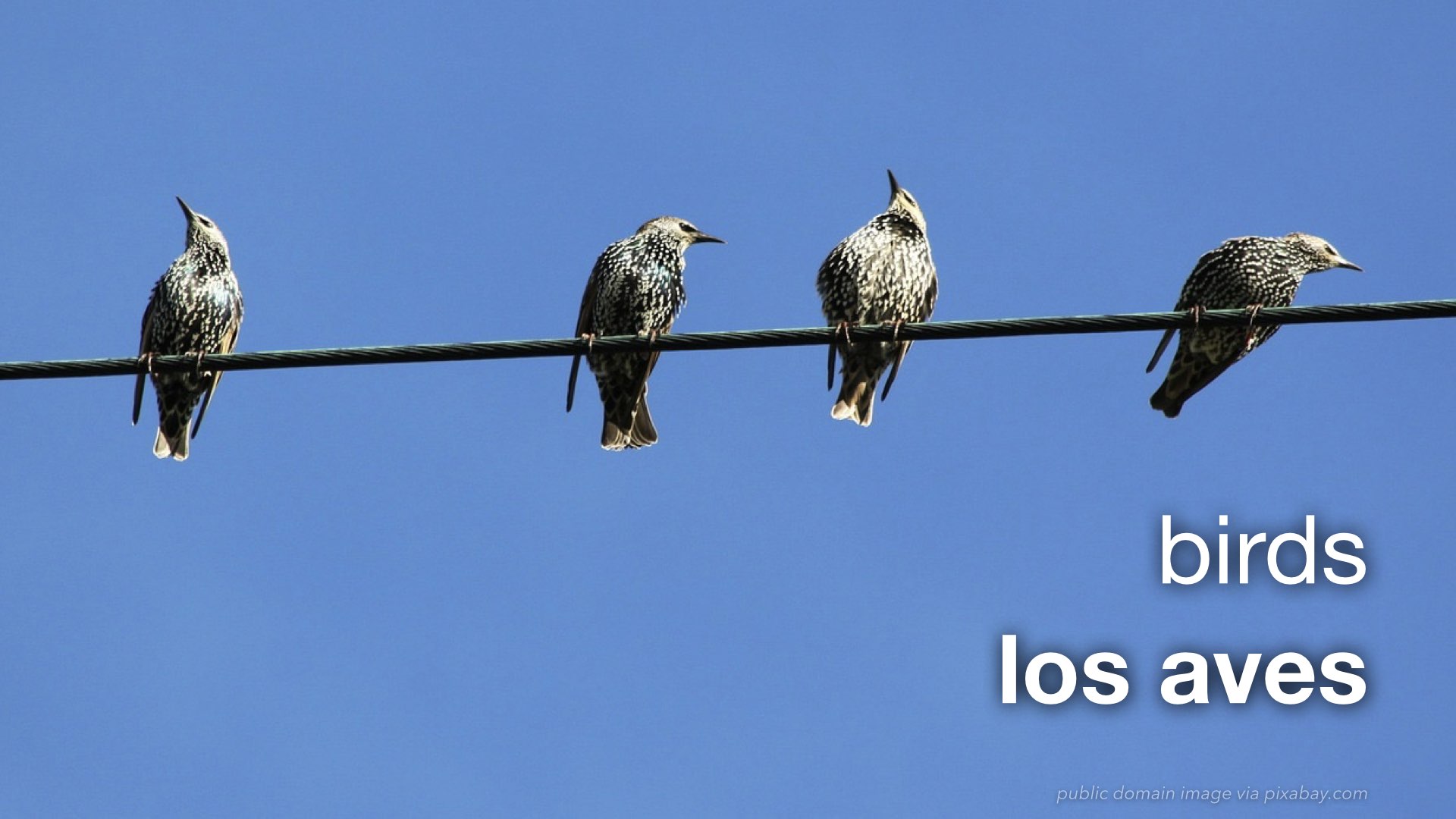 Spanish Vocabulary: Birds : The LEAF Project