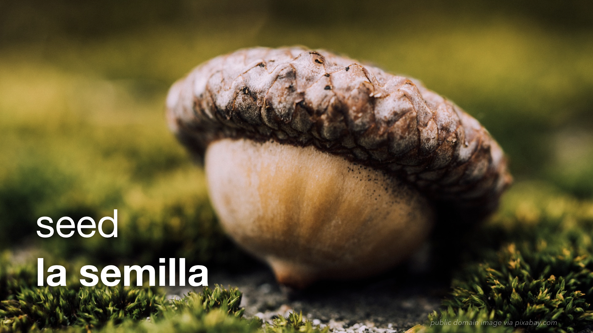 Spanish Vocabulary: Plants : The LEAF Project