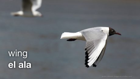Spanish Vocabulary: Birds : The LEAF Project