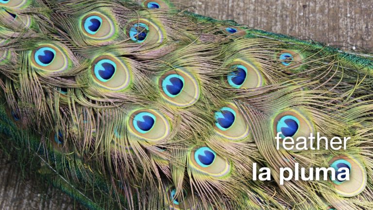 Spanish Vocabulary: Birds : The LEAF Project