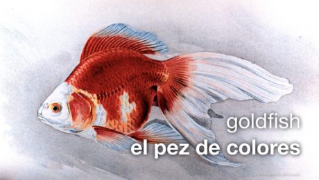 Spanish Vocabulary: Fish : The LEAF Project