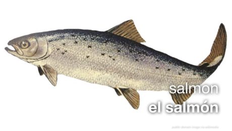 Spanish Vocabulary: Fish : The LEAF Project