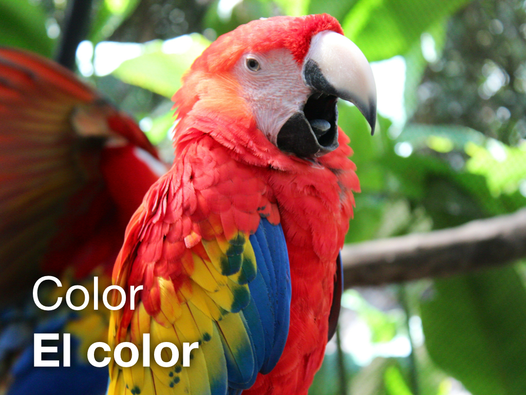 Leaf Spanish Photo Flashcards Color Color The Leaf Project