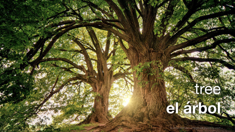 Spanish Vocabulary: Earth Day : The LEAF Project