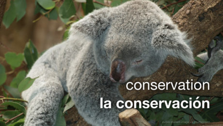 Spanish Vocabulary: Earth Day : The LEAF Project