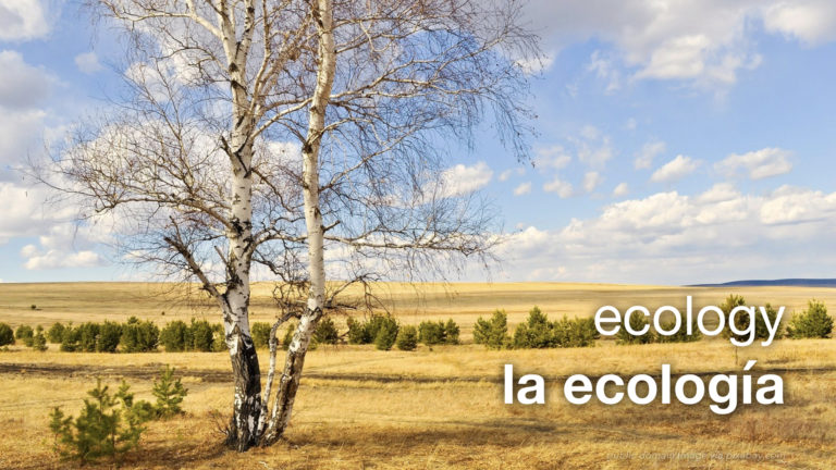 Spanish Vocabulary: Earth Day : The LEAF Project