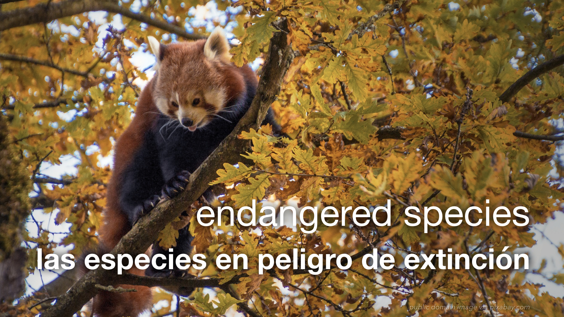 Spanish Vocabulary: Earth Day : The LEAF Project