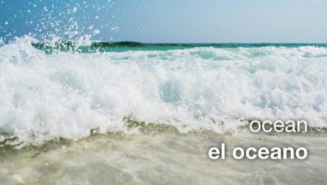 Spanish Vocabulary: Earth Day : The LEAF Project