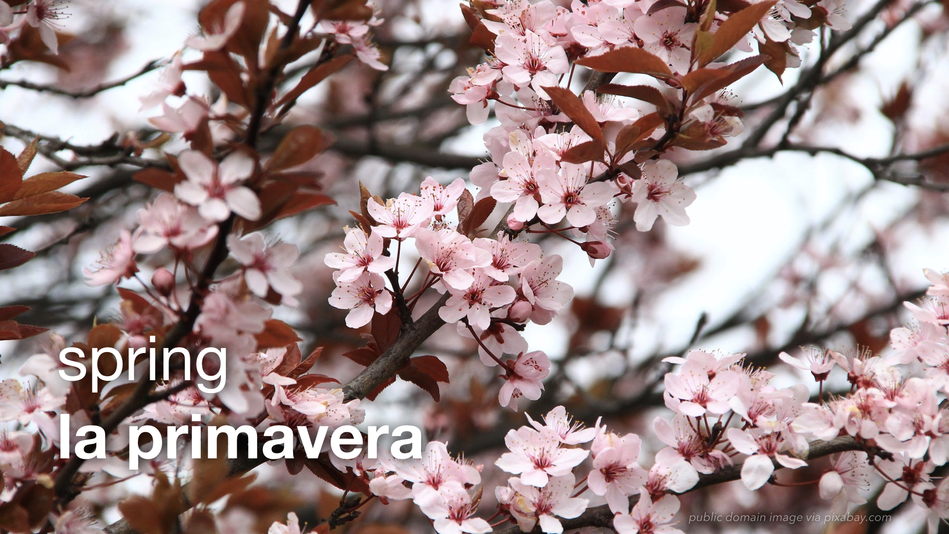 Spanish Vocabulary: Holy Week and Easter : The LEAF Project