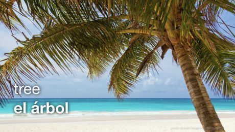 Spanish Vocabulary: Plants : The LEAF Project