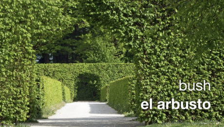 Spanish Vocabulary: Plants : The LEAF Project