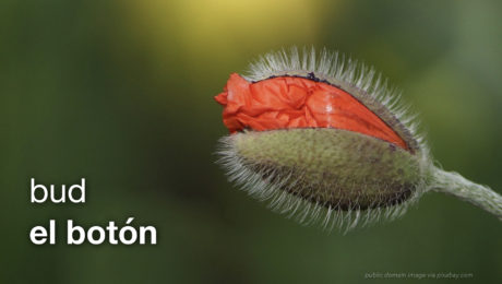 Spanish Vocabulary: Plants : The LEAF Project