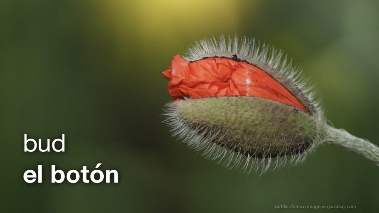 Spanish Vocabulary: Plants : The LEAF Project