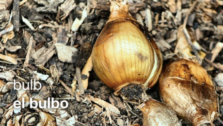 Spanish Vocabulary: Plants : The LEAF Project