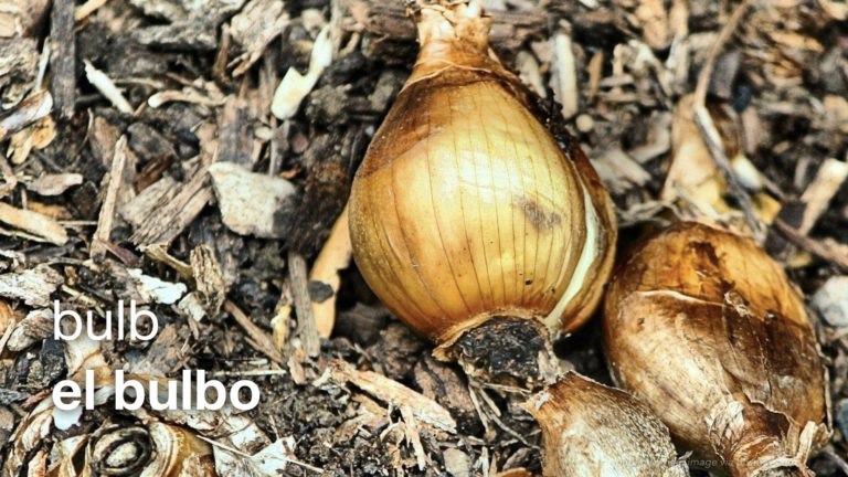 Spanish Vocabulary: Plants : The LEAF Project