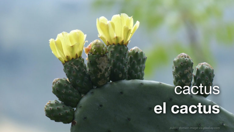 Spanish Vocabulary: Plants : The LEAF Project