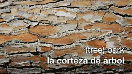 Spanish Vocabulary: Plants : The LEAF Project