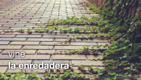 Spanish Vocabulary: Plants : The LEAF Project