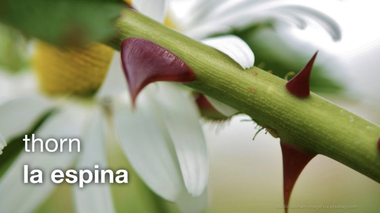 Spanish Vocabulary: Plants : The LEAF Project