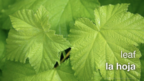 Spanish Vocabulary: Plants : The LEAF Project