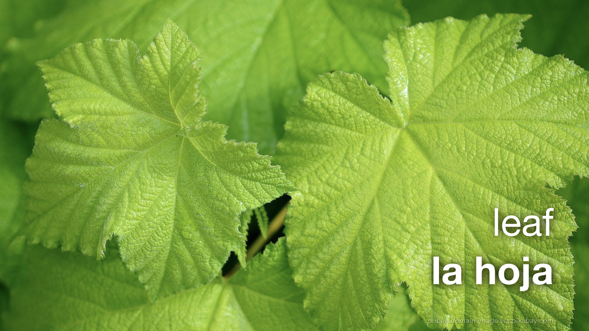 Spanish Vocabulary: Plants : The LEAF Project