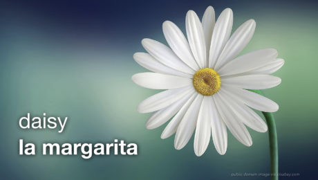 Spanish Vocabulary: Plants : The LEAF Project