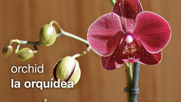 Spanish Vocabulary: Plants : The LEAF Project