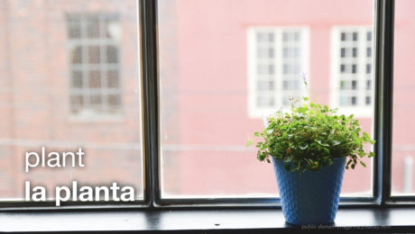 Spanish Vocabulary: Plants : The LEAF Project