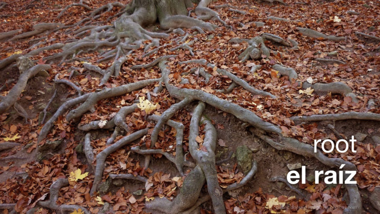 Spanish Vocabulary: Plants : The LEAF Project