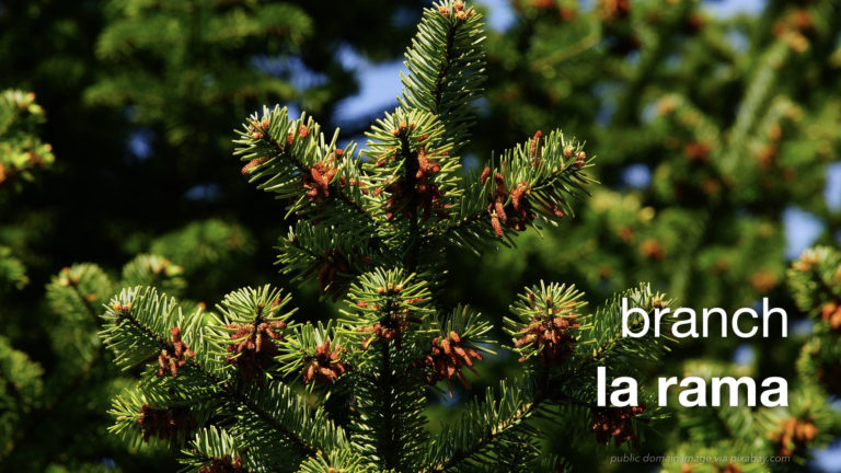 Spanish Vocabulary: Plants : The LEAF Project