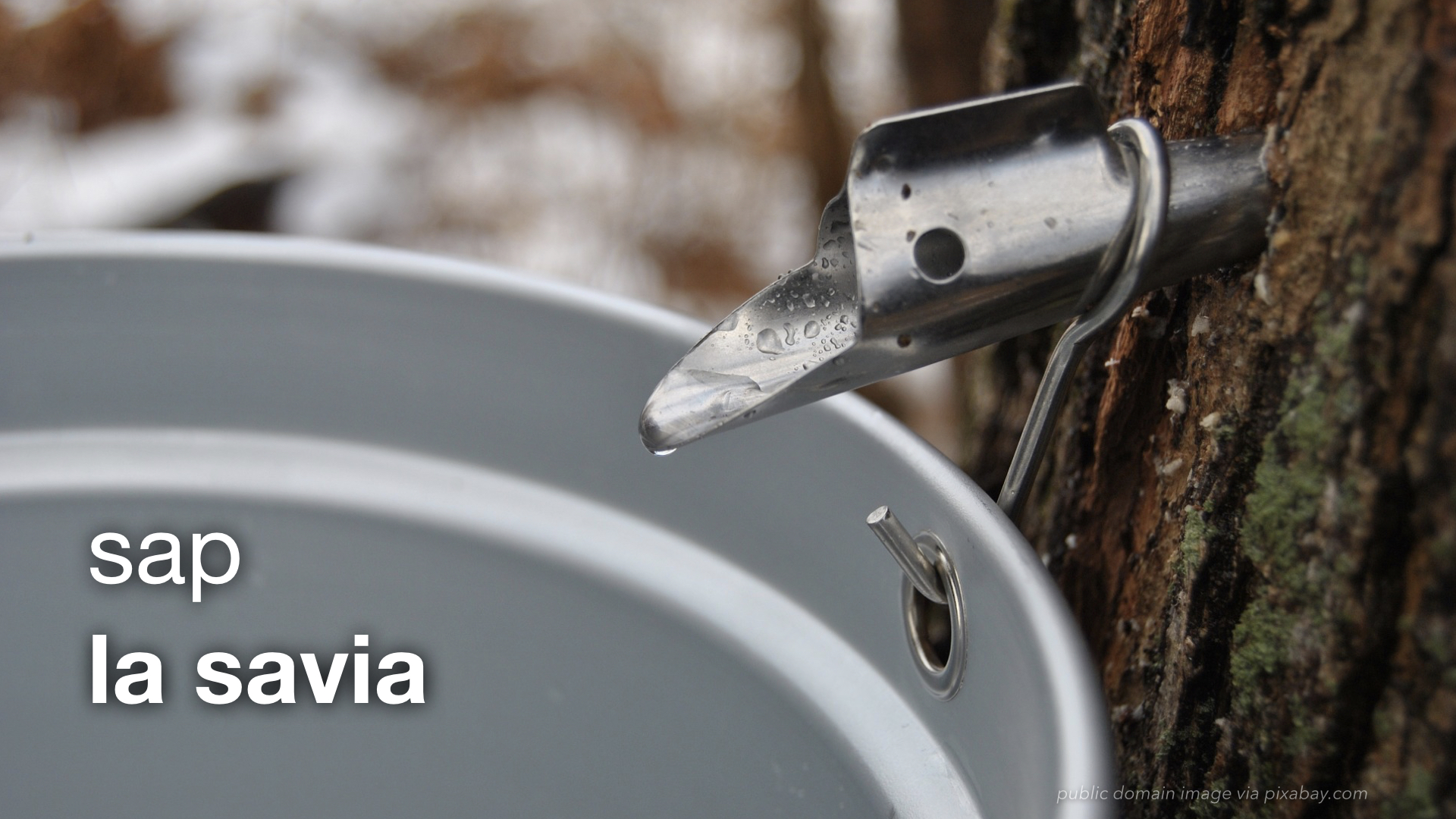 Spanish Vocabulary: Plants : The LEAF Project