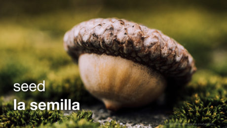 Spanish Vocabulary: Plants : The LEAF Project