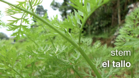 Spanish Vocabulary: Plants : The LEAF Project