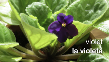 Spanish Vocabulary: Plants : The LEAF Project