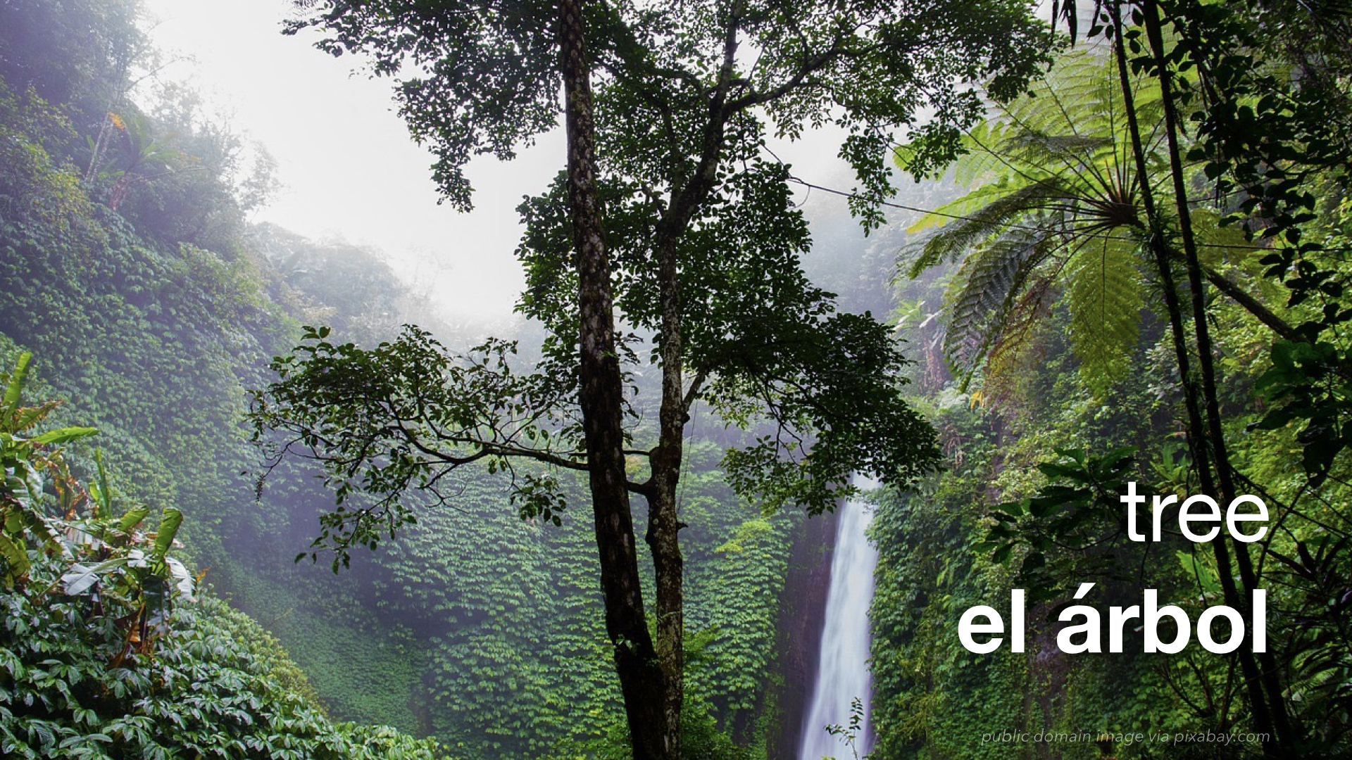 Spanish Vocabulary: The Rainforest : The LEAF Project