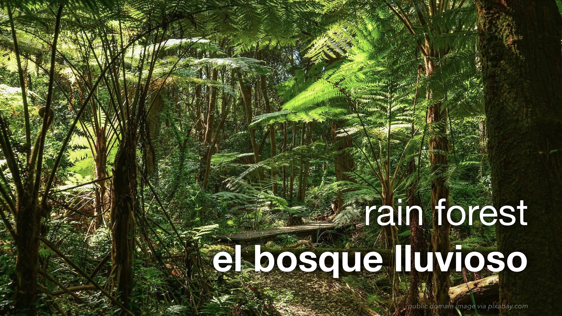 Spanish Vocabulary: The Rainforest : The LEAF Project