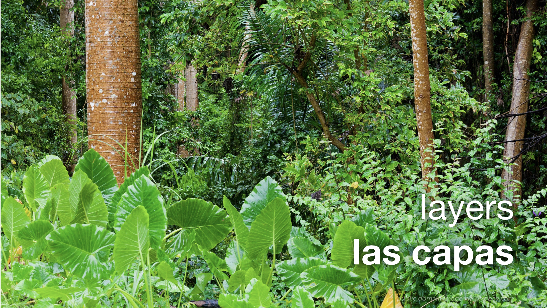Spanish Vocabulary: The Rainforest : The LEAF Project