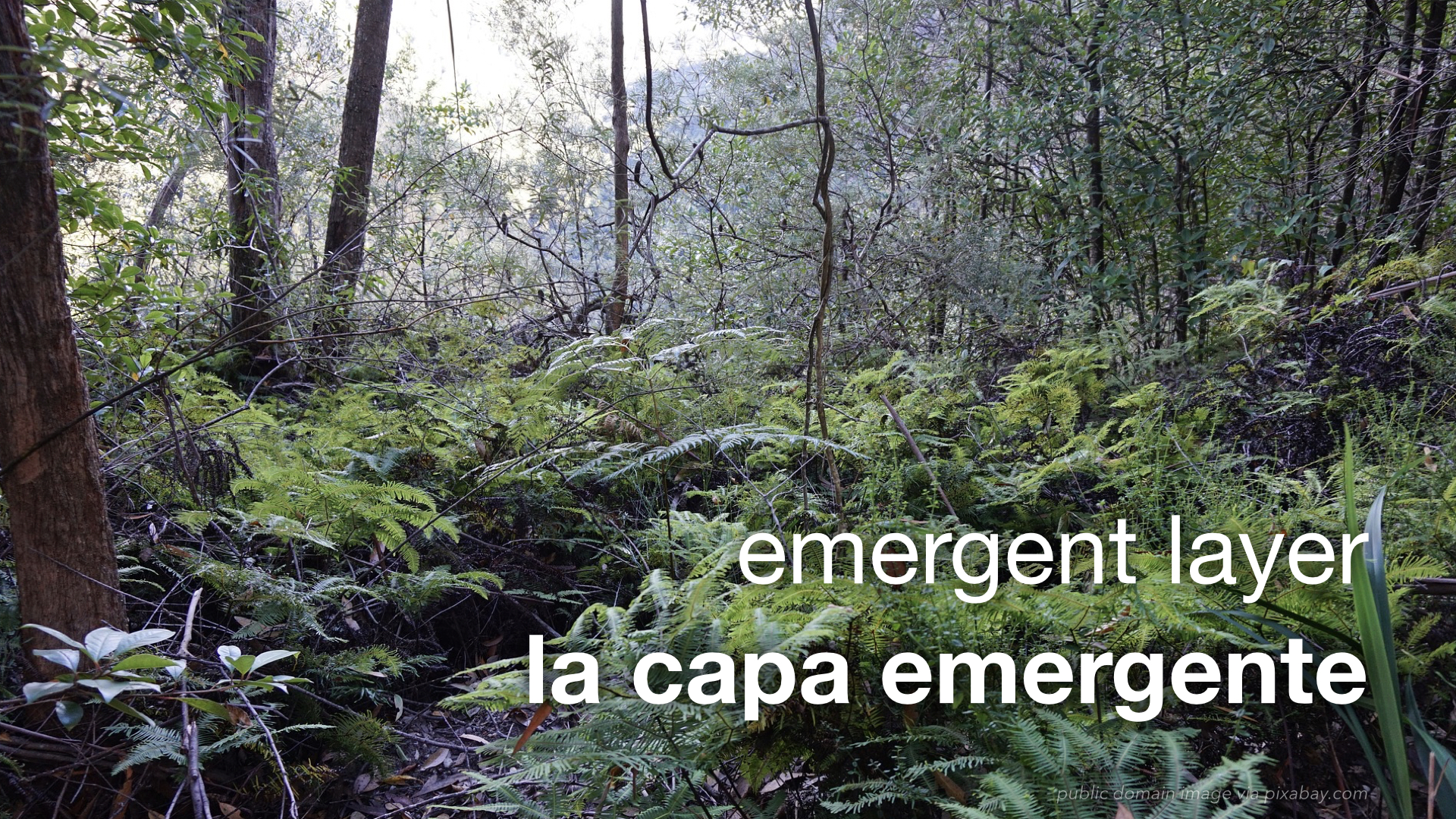 Spanish Vocabulary: The Rainforest : The LEAF Project