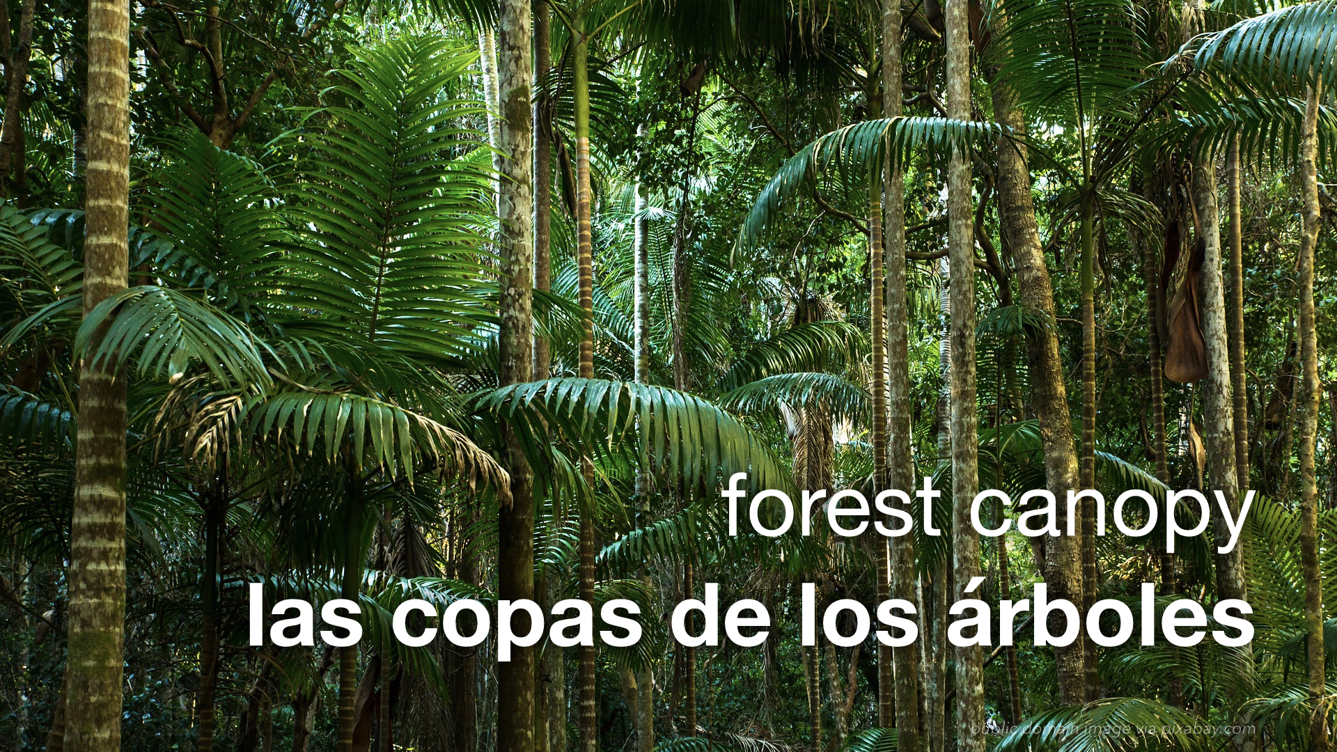 Spanish Vocabulary: The Rainforest : The LEAF Project
