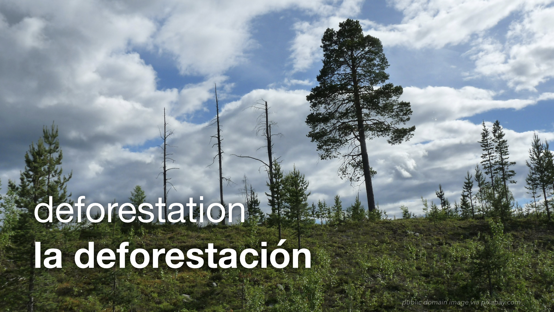 Spanish Vocabulary: The Rainforest : The LEAF Project