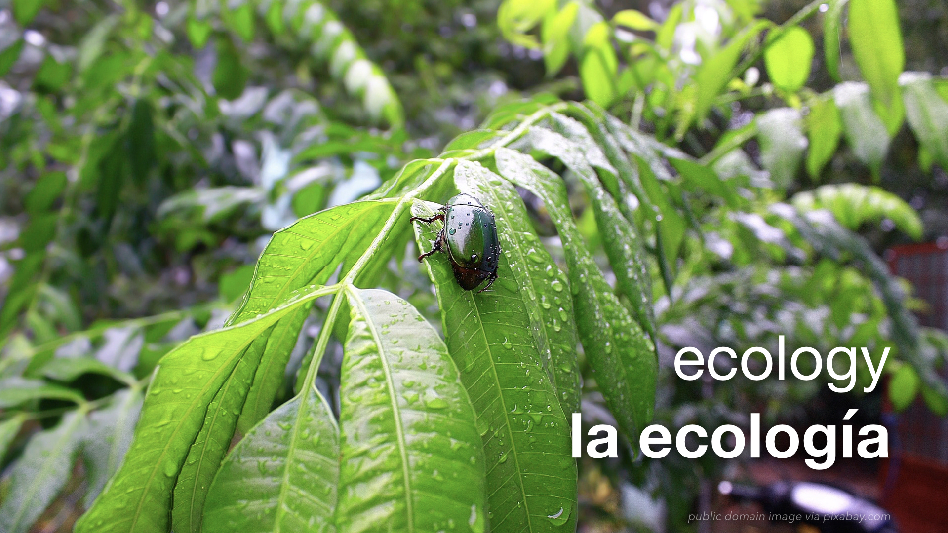 Spanish Vocabulary: The Rainforest : The LEAF Project