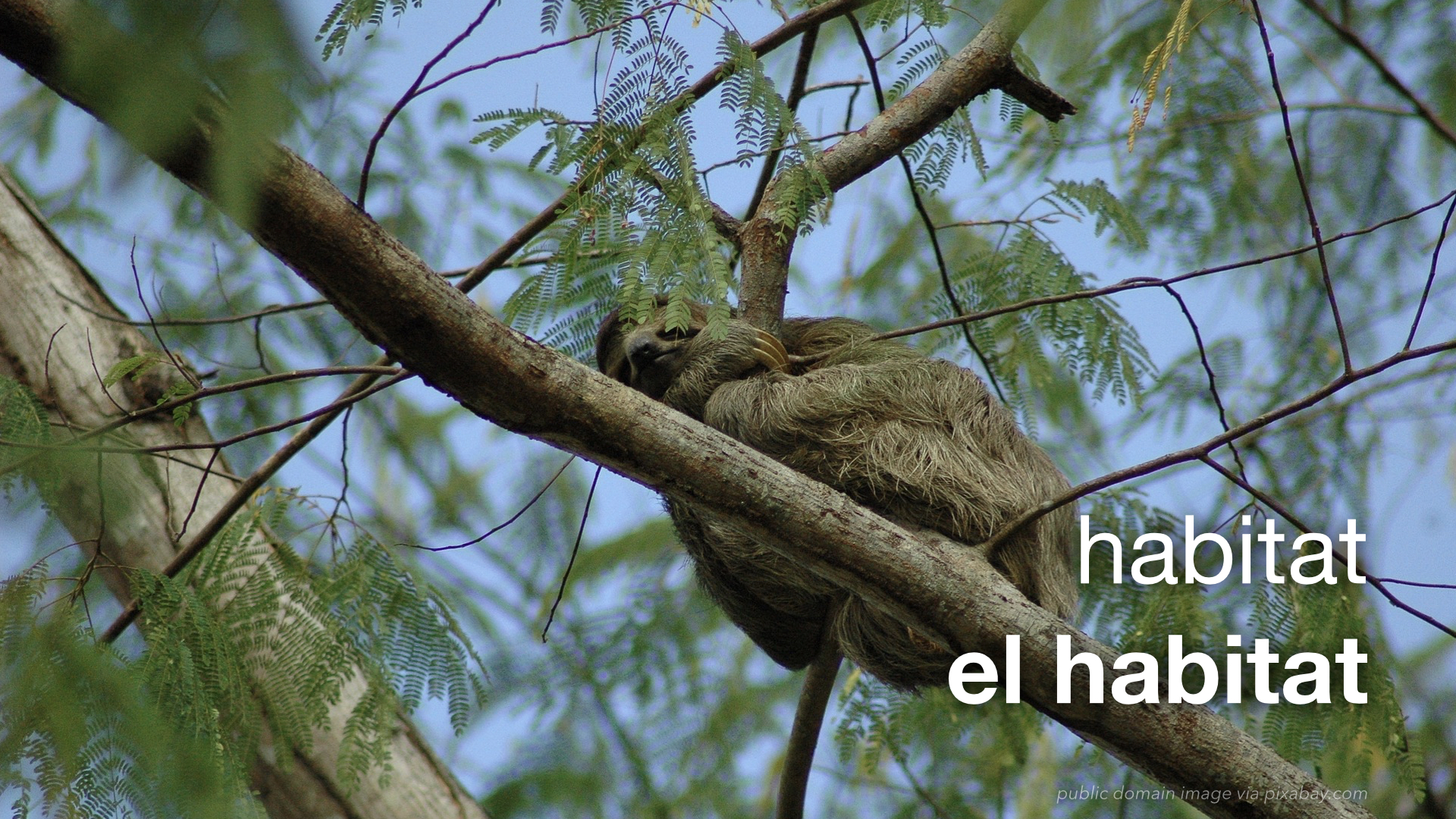 Spanish Vocabulary: The Rainforest : The LEAF Project