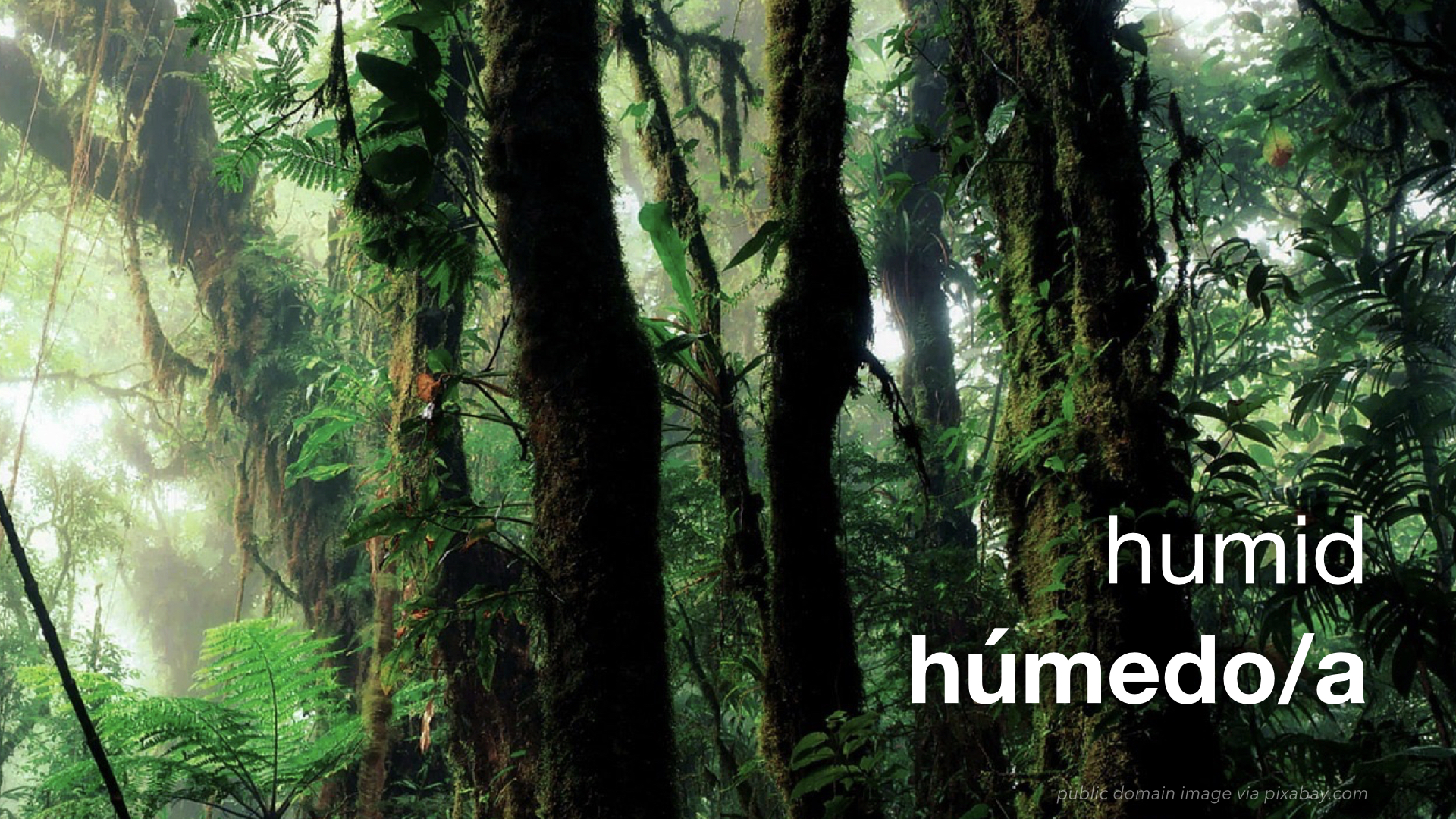 Spanish Vocabulary: The Rainforest : The LEAF Project