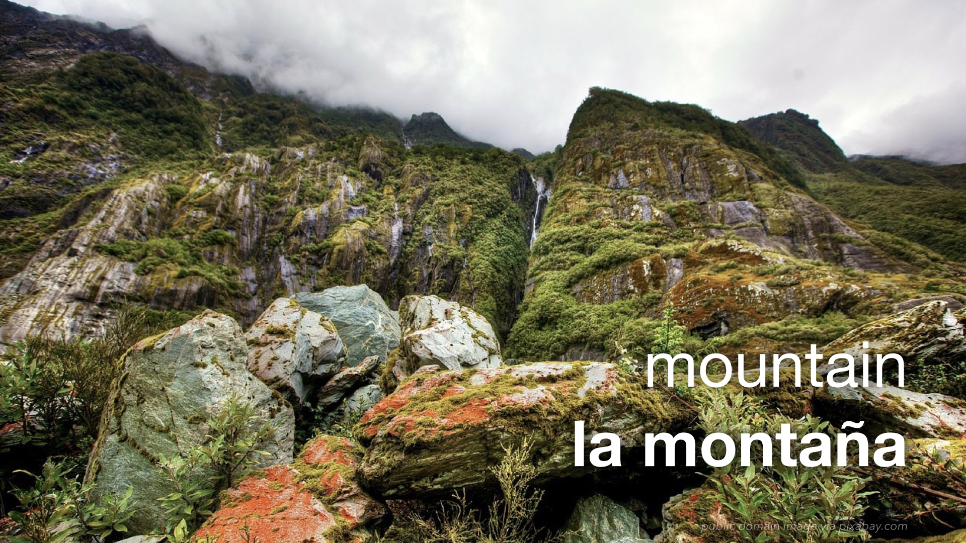 Spanish Vocabulary: The Rainforest : The LEAF Project