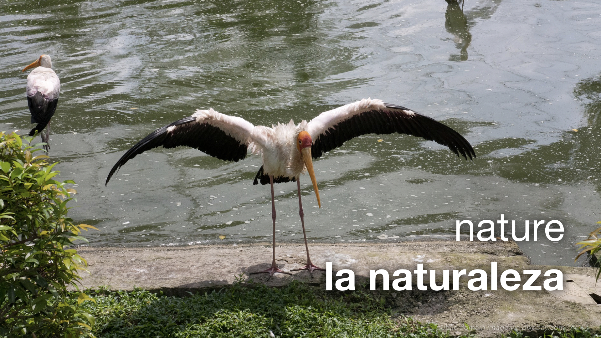 Spanish Vocabulary: The Rainforest : The LEAF Project