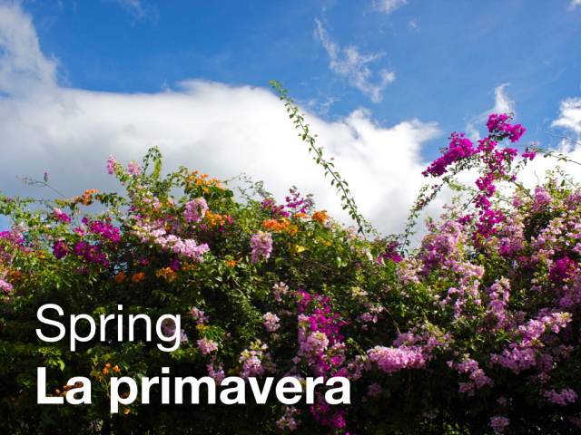 LEAF Spanish Photo Flashcards – Spring / Primavera : The LEAF Project